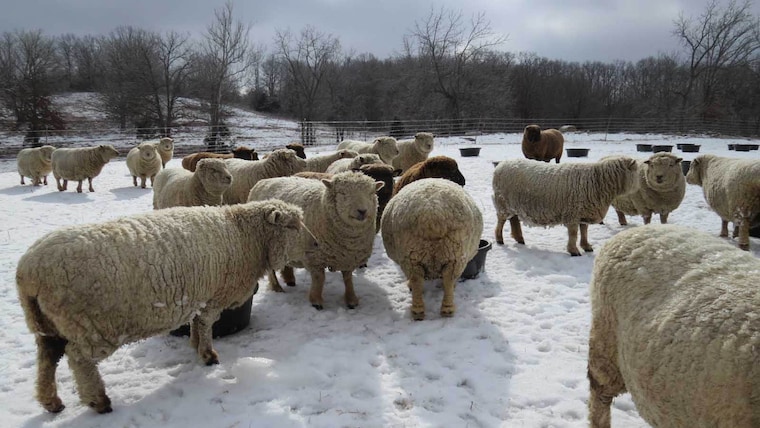 MyLittleSheep - Etsy