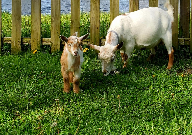 pipzyfarmsoaps - Etsy