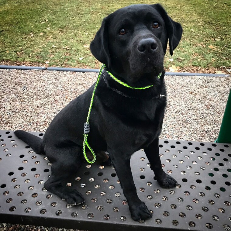 RocDogDesigns - Etsy