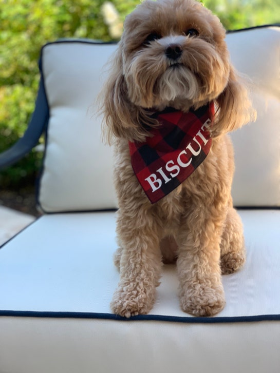 BiscuitsBandanaCo - Etsy