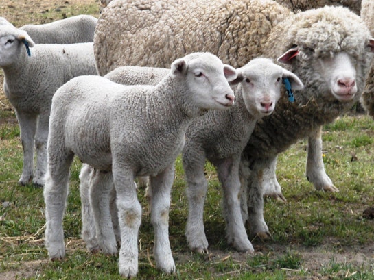 PromisedLandFibers - Etsy