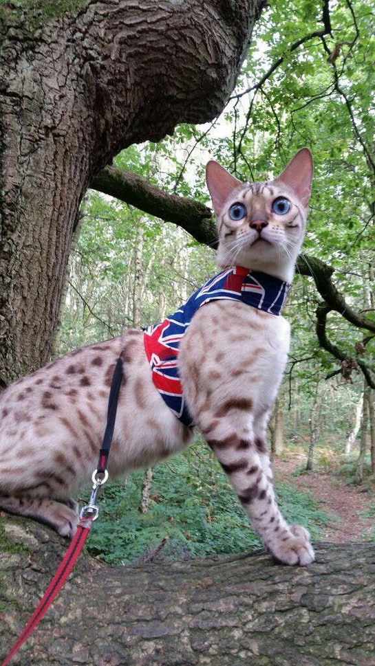 ButterflyCatJackets - Etsy