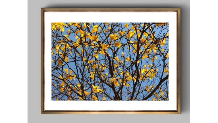 NiltonMacedo - Etsy