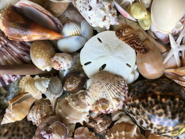 FloridaShellsAndMore - Etsy