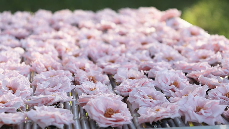 AyanaFloralDesign - Etsy