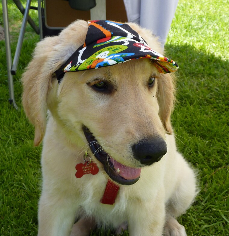 DoggySuperVisors - Etsy