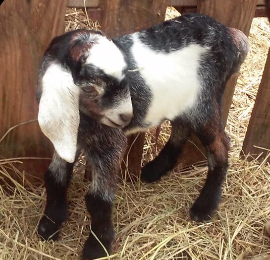 SparklesPartyDesigns - Etsy