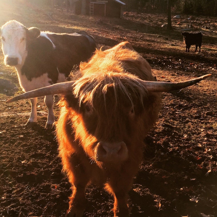 MagzaleaSanctuary - Etsy