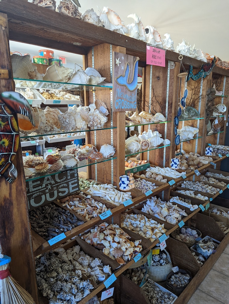 seashellsbyseashore - Etsy