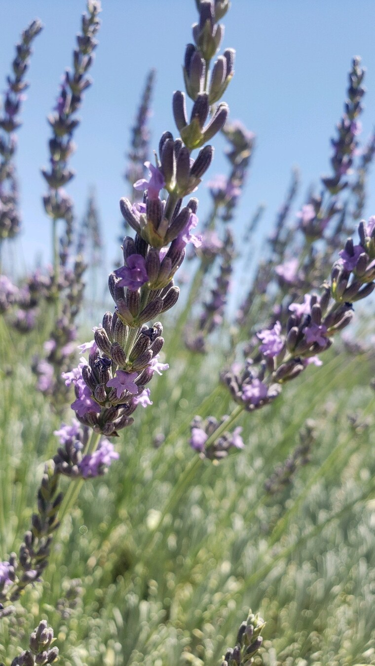 GospasLavender - Etsy