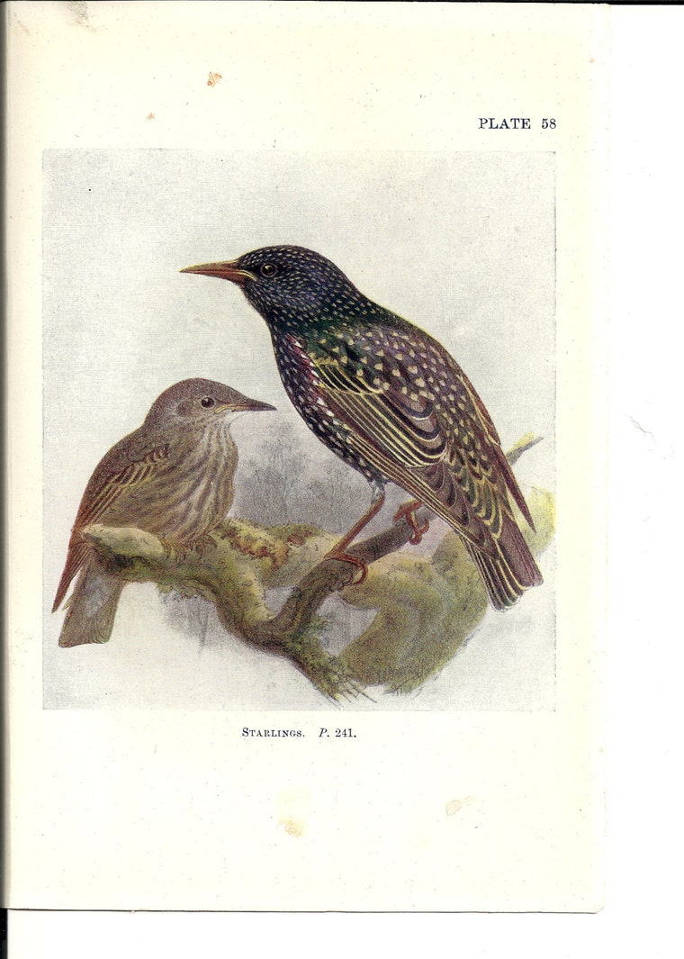 VintagePicturePlates - Etsy