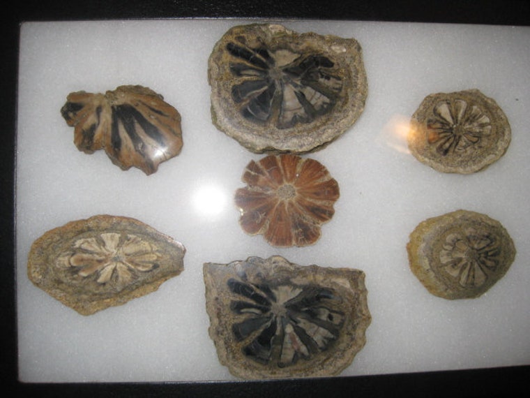 OurPlanetsTreasures - Etsy