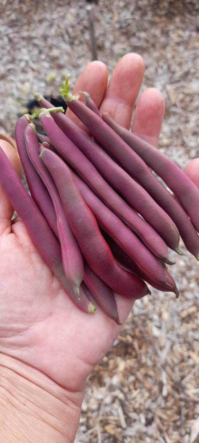 PhoebeFliesToTheMoon - Etsy Australia