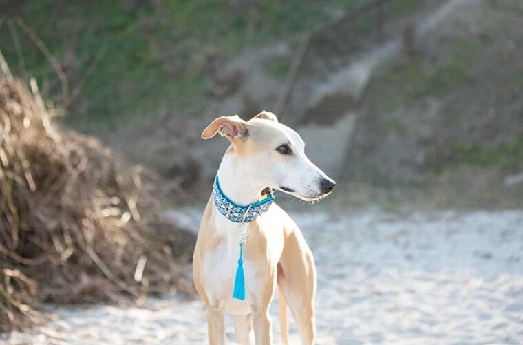 BALTASVEJAScollars - Etsy