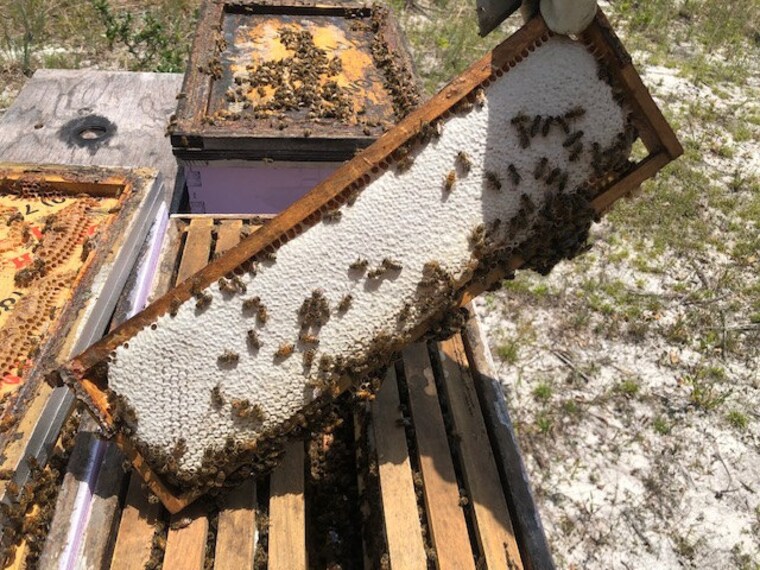 SouthernHiveShop - Etsy