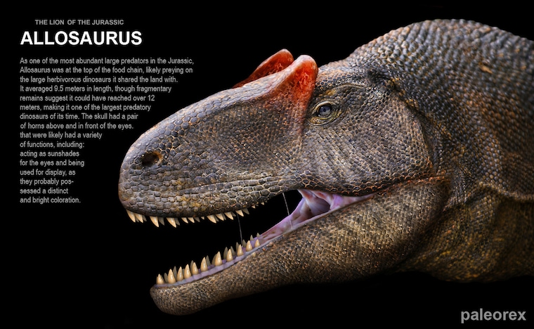 paleorex - Etsy Australia