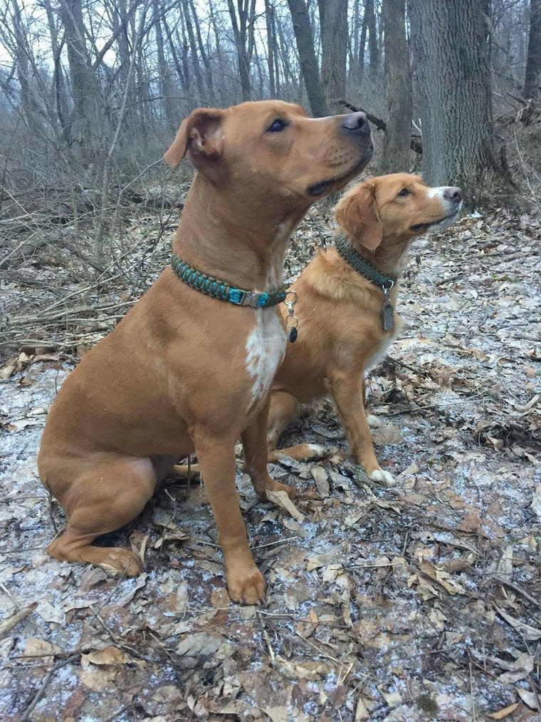 RocDogDesigns - Etsy