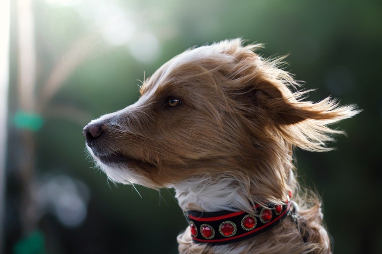 BALTASVEJAScollars - Etsy