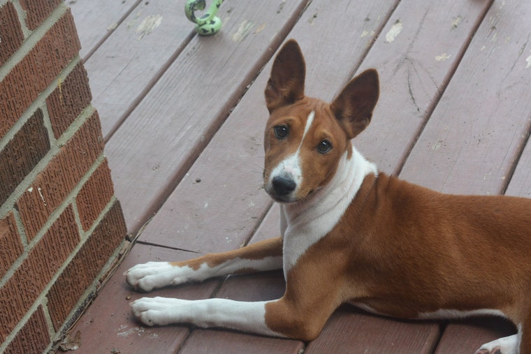 RedFoxxVintageDen - Etsy