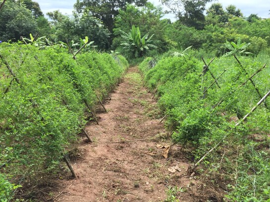 DarProductsThailand - Etsy