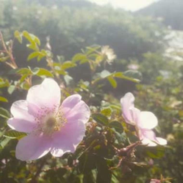 wildroot - Aromatic Plant Distillations and Plant Medicines - Etsy