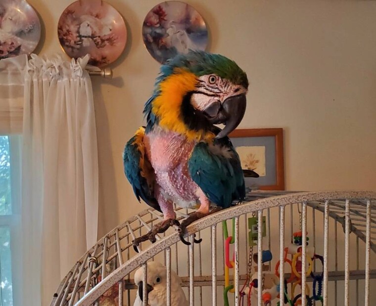 PaintedParrot - Etsy