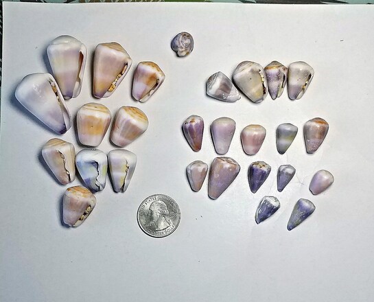 NorthShoreShells - Etsy