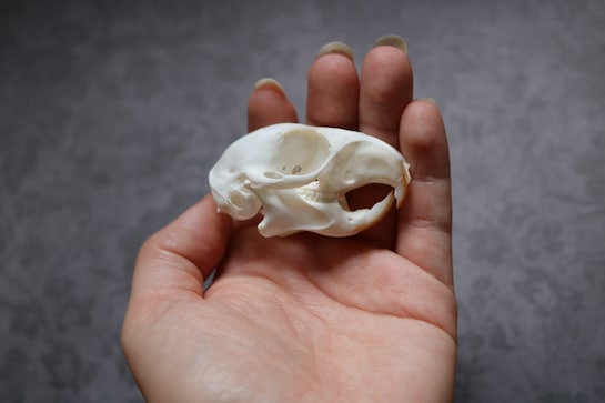 littlebelloddities - Etsy