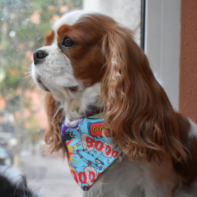 CaviAndDogAccesories - Etsy España