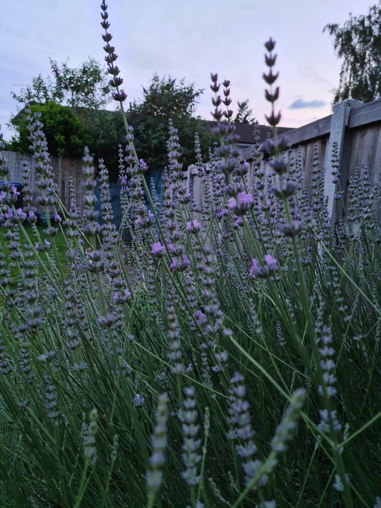 ColleyFlowers - Etsy