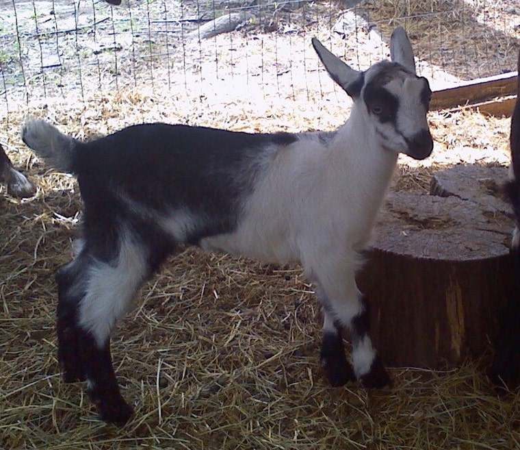 GoatStuffElyHarFarm - Etsy