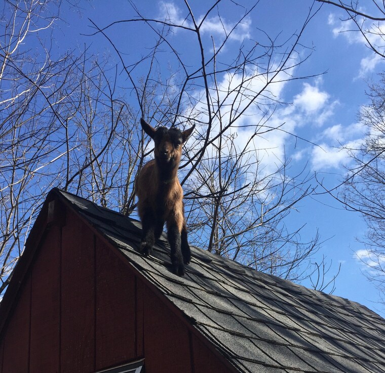 SkippingGoatFarm - Etsy