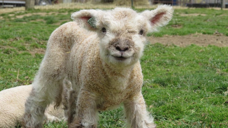 MyLittleSheep - Etsy
