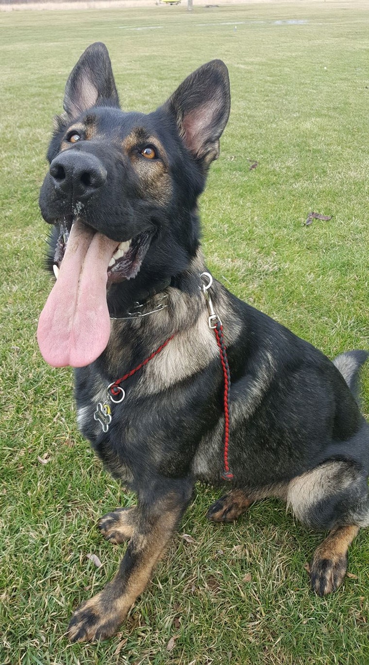 RocDogDesigns - Etsy