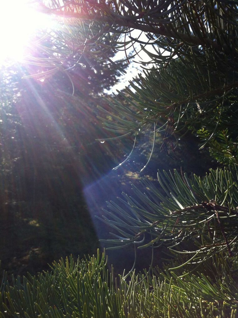 KellyRoadTreeFarm - Etsy