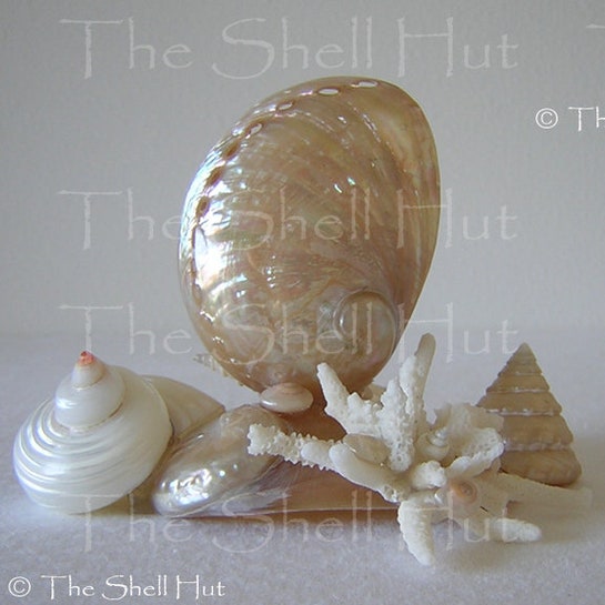 shellhut - Etsy