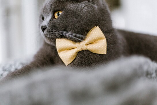 DarlingDearCo - Etsy