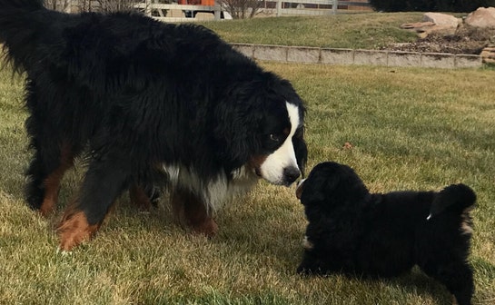 BigDogDesignCo - Etsy