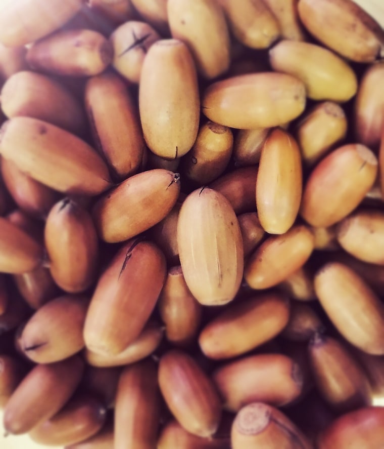 AcornCoffeeFlour - Etsy