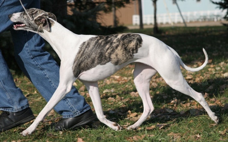 NorthwindWhippets - Etsy