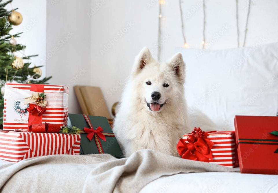 9 Last Minute Christmas Gift Ideas For Dog Lovers