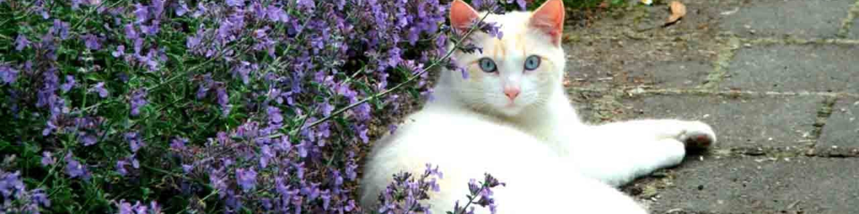 MEOWMINT - Etsy