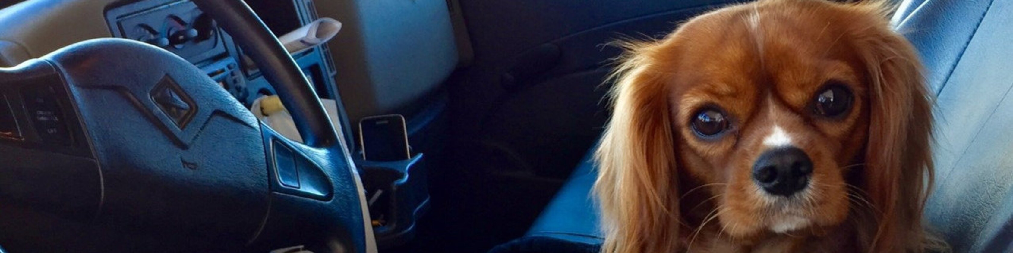 HelpingPawsWorkshop - Etsy