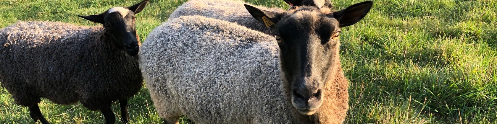 BorderCreekFarm - Etsy