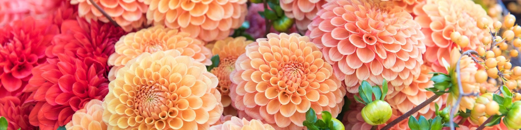 Better bulbs & plants for your home and garden. by EasytoGrow