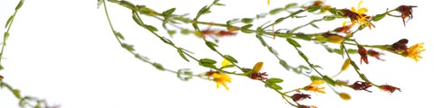 zanasu - Etsy
