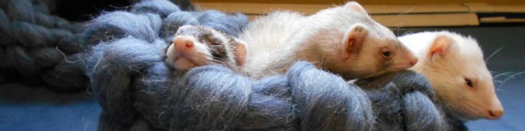 Ferret cuddle luxury and weasel watercolors by FerretHygge on Etsy