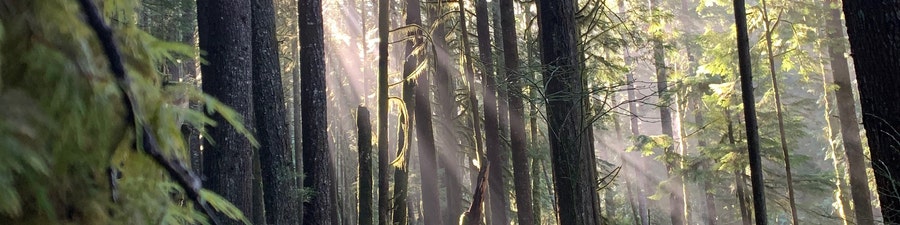 dancingleafdesign - Etsy Canada