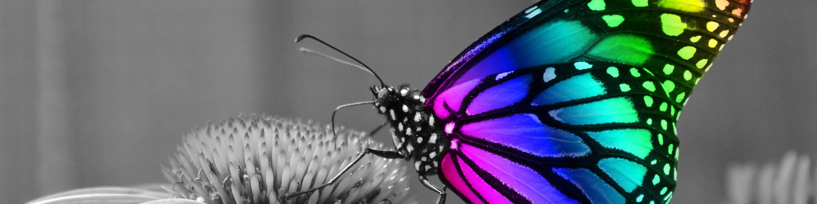 MonarchGraphicDesign - Etsy