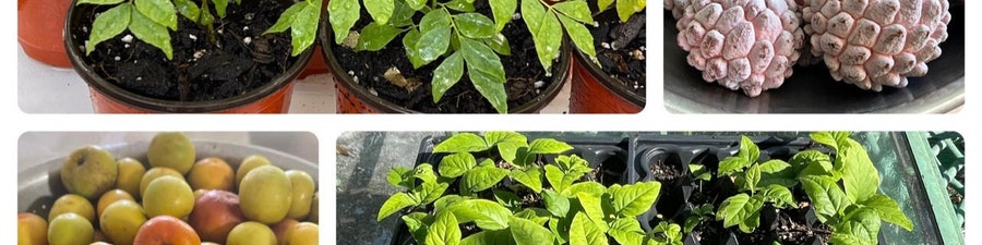 TROPICALFRUITSFL - Etsy